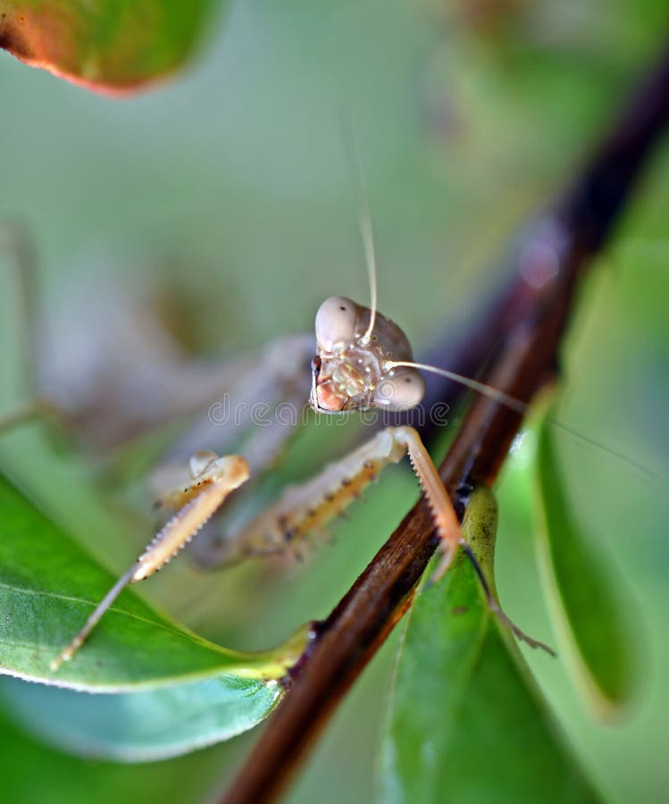 A Mantis is Observing the Environment from a Tree Stock Photo - Image ...