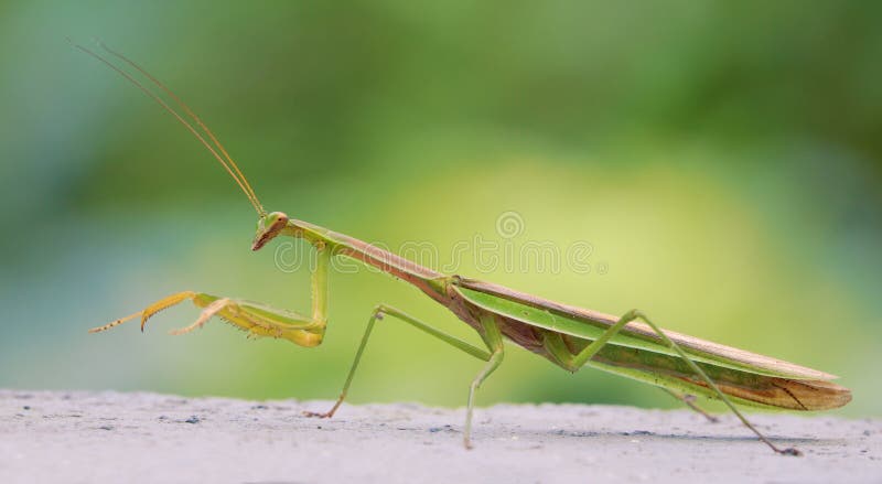 Mantis stock photo. Image of wild, insects, close, insect - 280569146