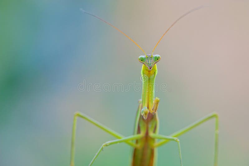 Mantis stock photo. Image of mantid, animals, insect - 280569156