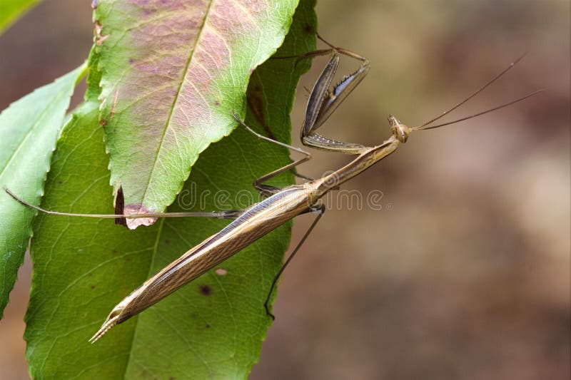 Close up of mantodea stock photo. Image of close, mantidae - 31018312