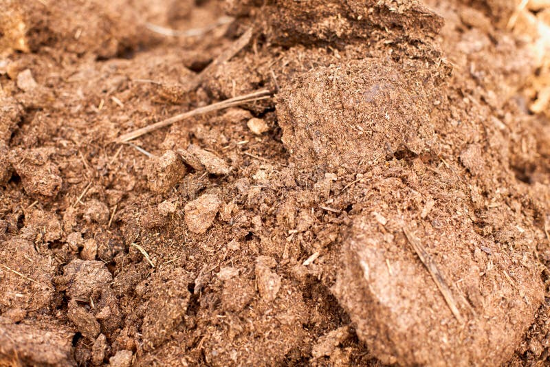 Close-up of Manure. Natural Organic Fertilizer Stock Image - Image of ...