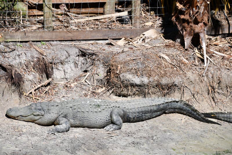 A Close-up of Many Alligators Stock Image - Image of predator ...
