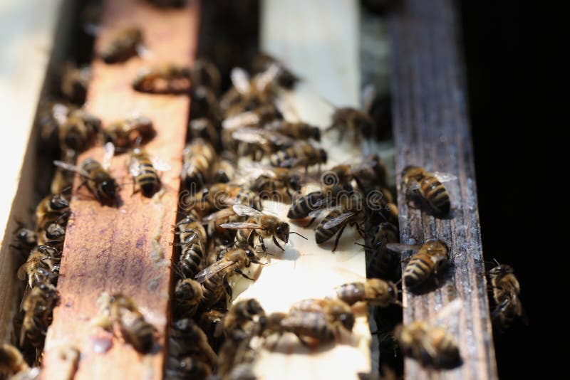 Close Up of Many Bees on Wooden Beehive. Stock Photo - Image of home ...
