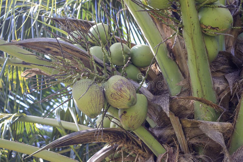 Close Up of Many Coconuts on the Tree Stock Image - Image of hanging ...