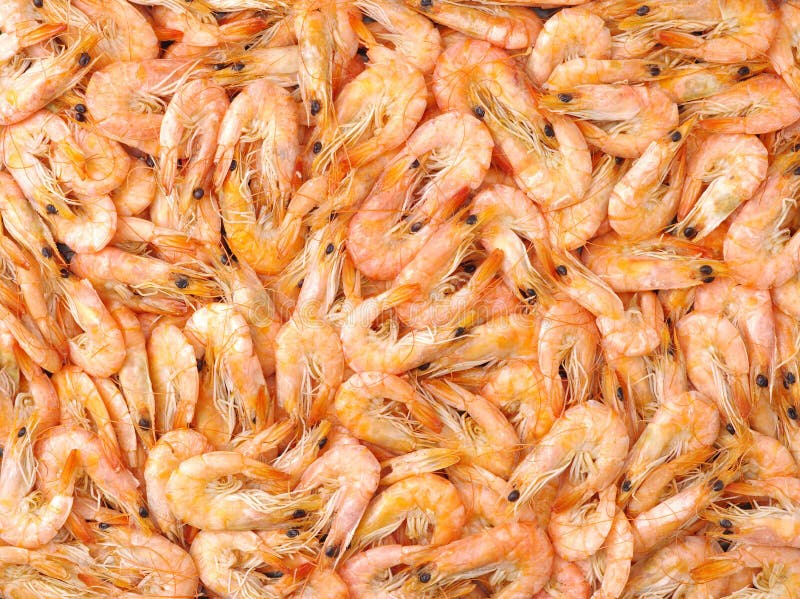Many Cooked Shrimps are Laid Out on a White Plate. Stock Photo - Image ...