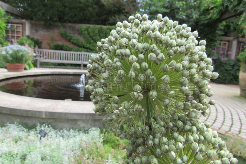 Close-up a Many-flowered Garlic in a Yard Stock Image - Image of fresh ...