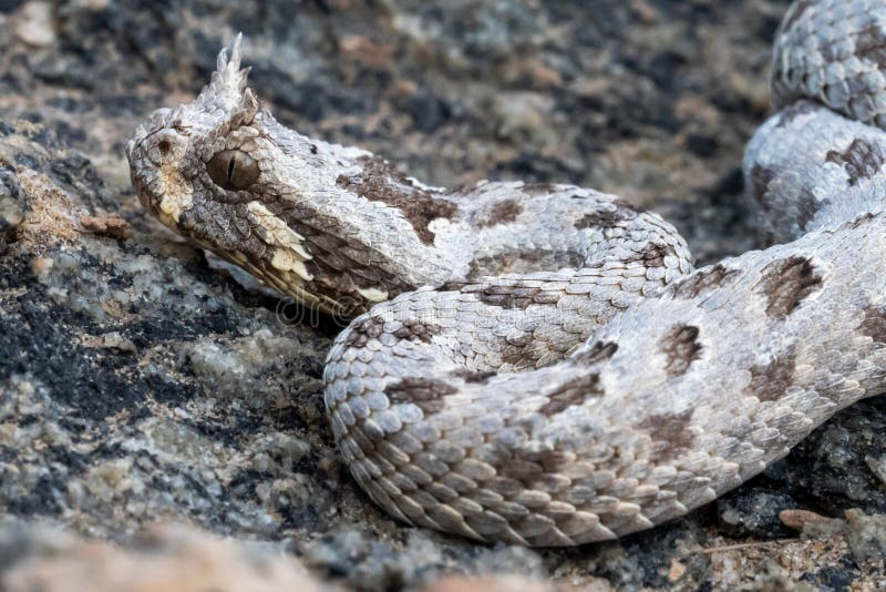 192 Snake Coiled Stone Stock Photos - Free & Royalty-Free Stock Photos ...