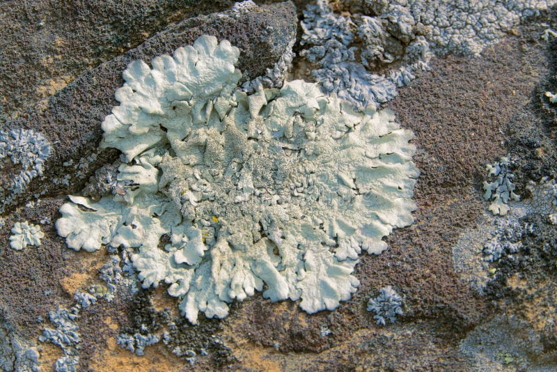 Lichen stock photo. Image of stone, natural, moss, closeup - 238017038