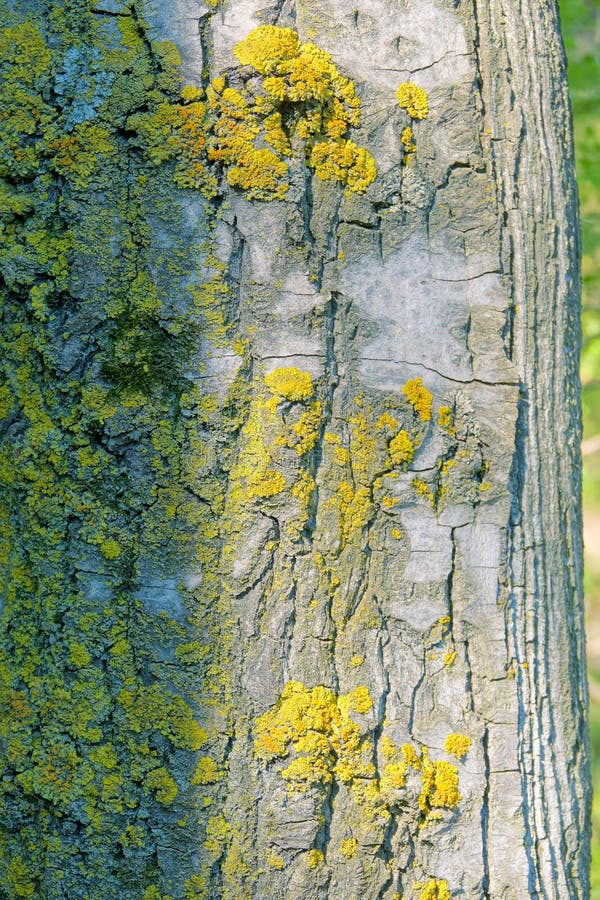 Bark and moss stock photo. Image of natural, trunk, moss - 184159016