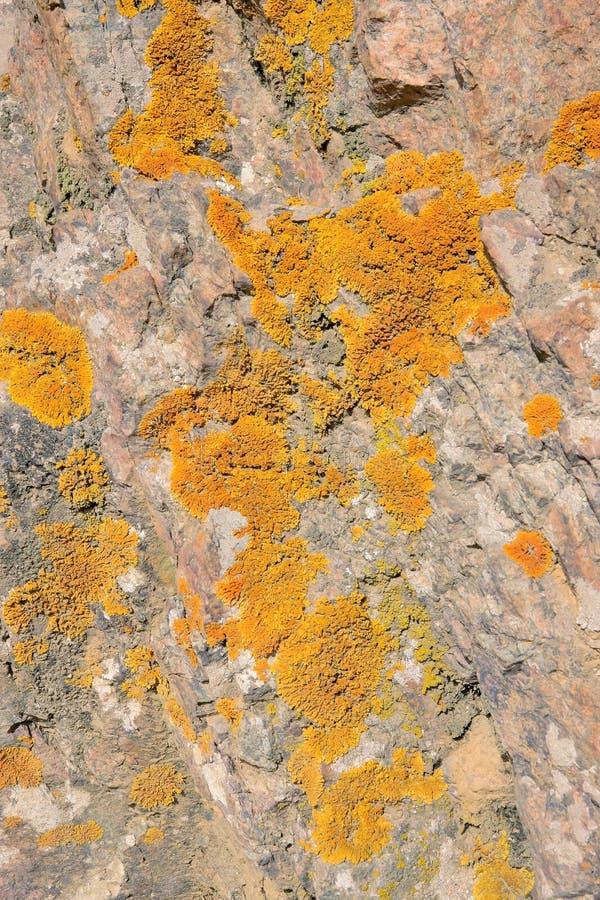 Mosses and rock stock image. Image of plant, arid, natural - 182695147