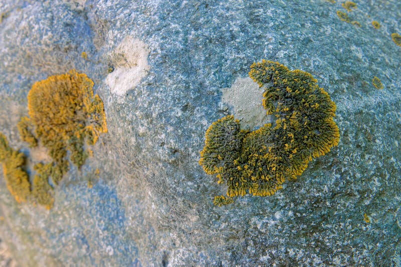 Moss on rock stock photo. Image of musci, rock, closeup - 183372978