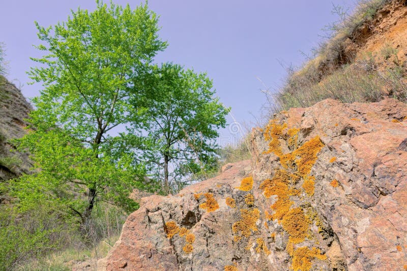 Moss on rock stock image. Image of mountain, muscus - 182694553