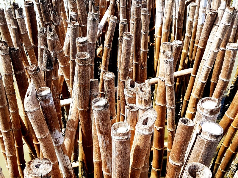 Close Up Many Pattern Bamboo Pole Background. Natural Material and ...