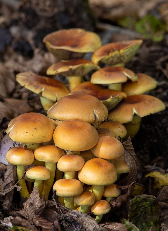 A Close-up of Many Psathyrella Spadicea Mushrooms Stock Image - Image ...