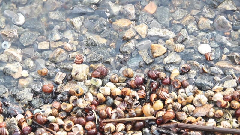 A Shells of Snail in the Water on River Beach Stock Footage - Video of ...