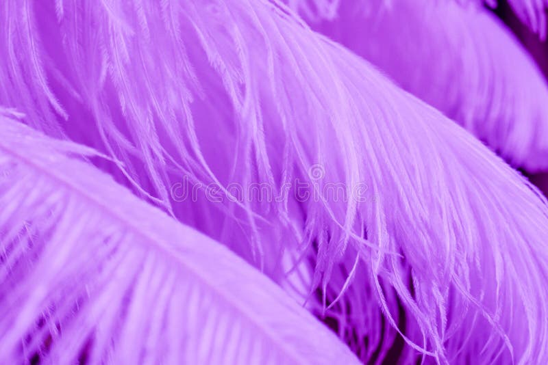 Close Up of Many Soft Purple Feathers Stock Photo - Image of birds ...