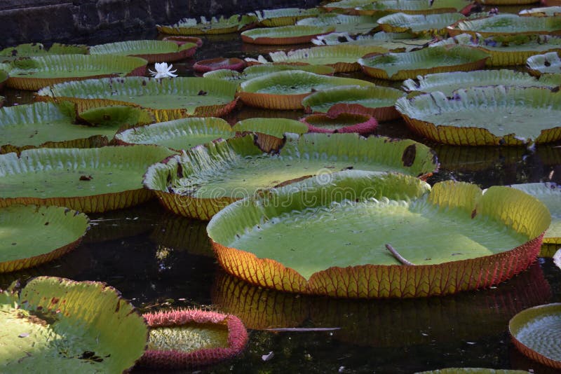 A Close Up of Many Water Roses Stock Photo - Image of party, concept ...