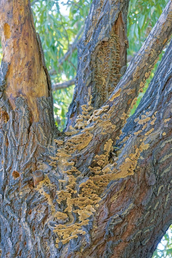 Epiphyte close up stock photo. Image of botany, plant - 150547040