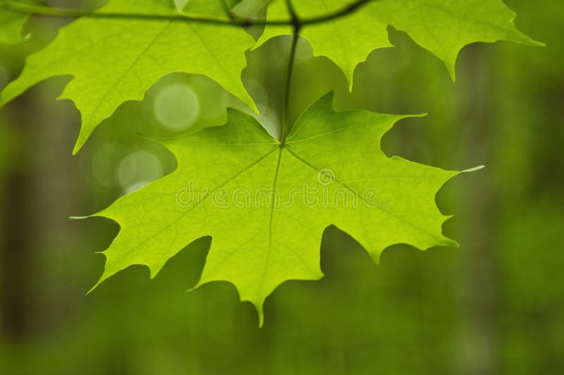 Close up of Maple leaf stock image. Image of concept, maple - 9899147