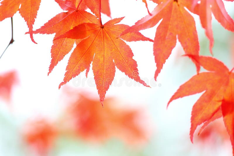 Close up of maple leaf stock photo. Image of colorful - 100626172