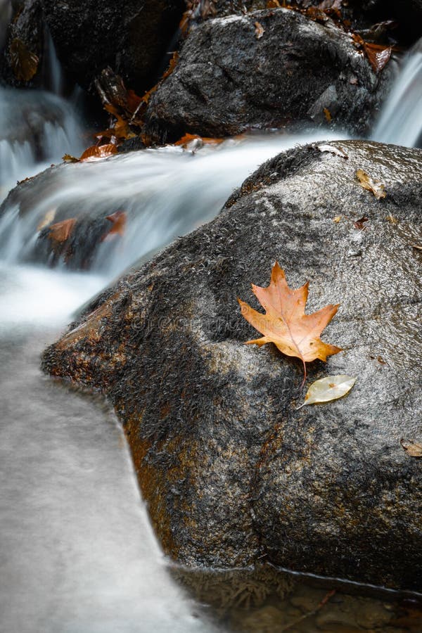 Close Up of Maple Leaf Lying on Rock in Fall Forest Scenery Stock Photo ...