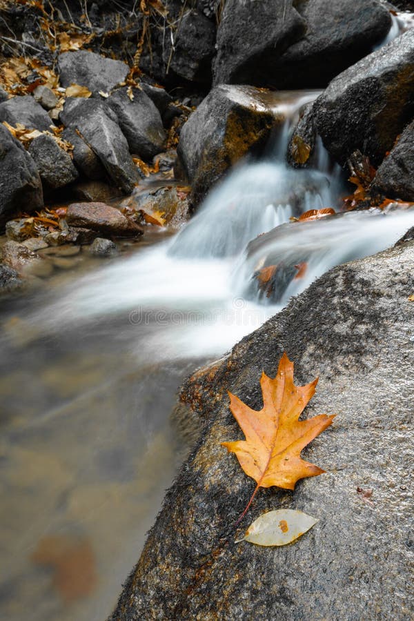 Close Up of Maple Leaf Lying on Rock in Fall Forest Scenery Stock Image ...