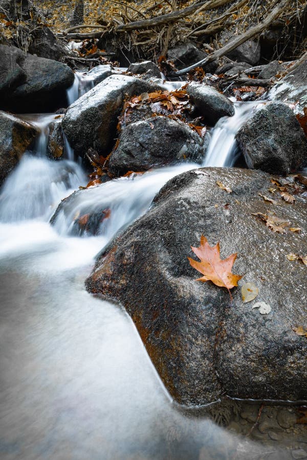 Close Up of Maple Leaf Lying on Rock in Fall Forest Scenery Stock Image ...