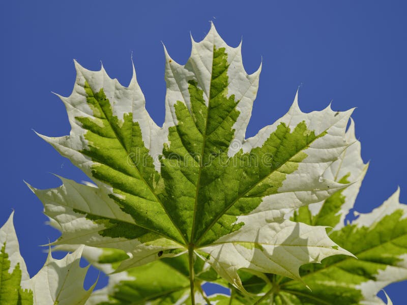 Close-up of a Maple Leaf on a Tree in Summer Stock Image - Image of ...