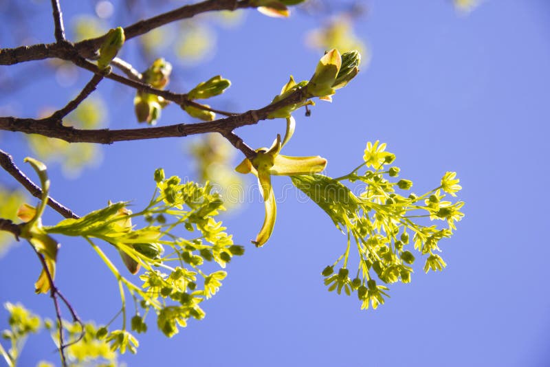 Close Up of Maple Tree Buds Stock Image - Image of plant, blooming ...