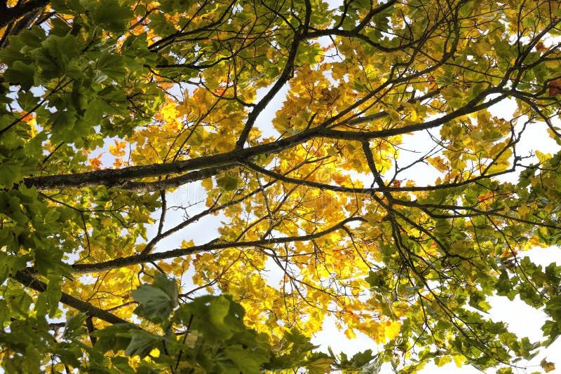 Close Up Maple Trees during the Changes in the Autumn Stock Photo ...
