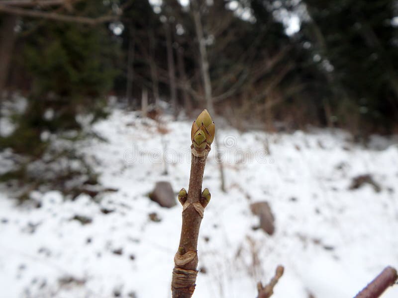 Close-up Maple Twig in Winter Stock Photo - Image of frozen, beautiful ...