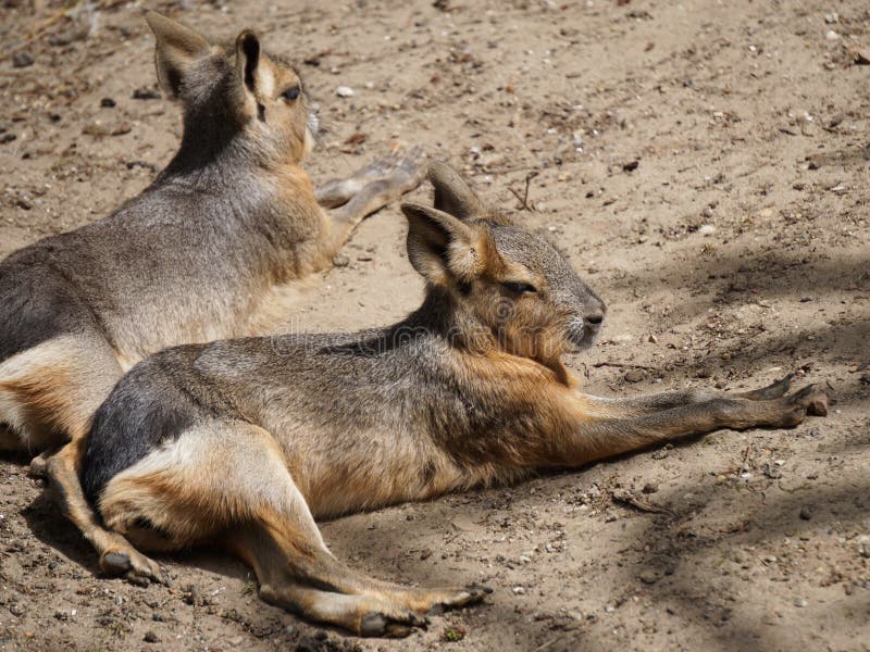 A Close Up of a Mara on the Ground Stock Photo - Image of mara, cute ...