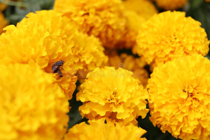 Close up Marigold flowers. stock image. Image of harvesting - 259881957