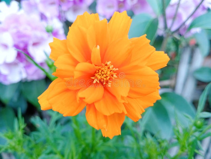 Close Up of Marigold with Orange Color Stock Photo - Image of fresh ...