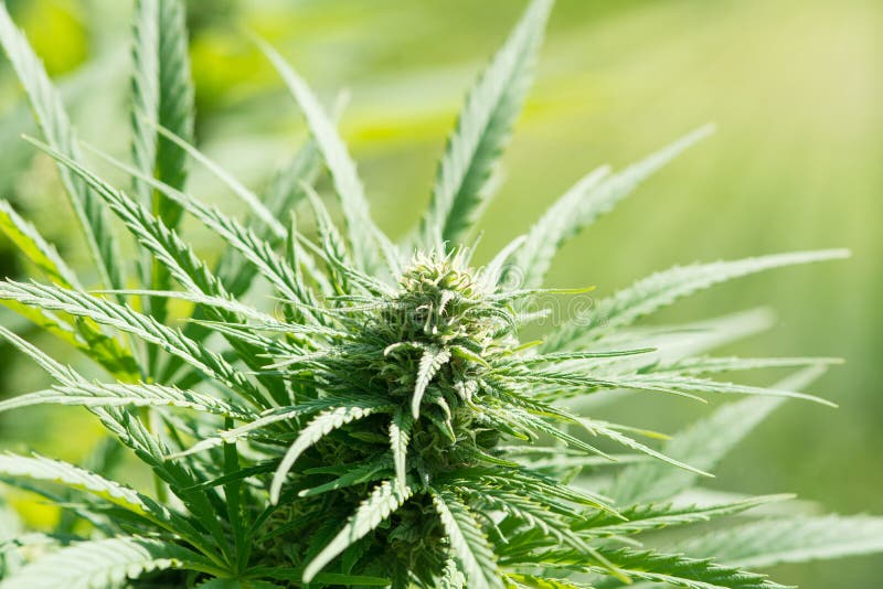 Close up of Marijuana bud stock photo. Image of marijuana - 44283176