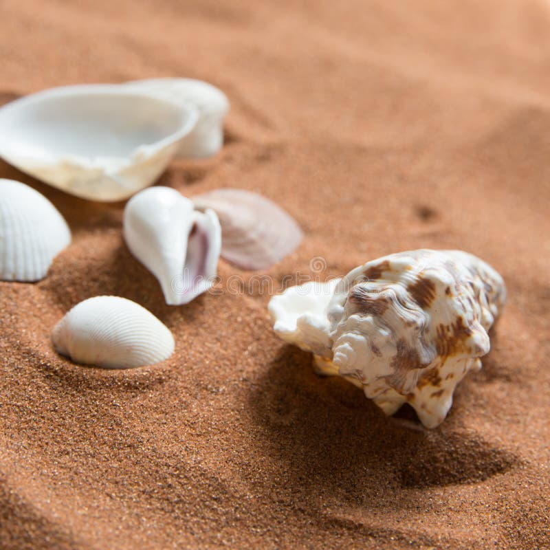Close Up of Marine and Conch Shells on the Beach Sand Stock Photo ...