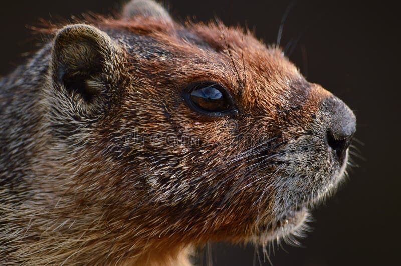 Close Up of Marmot Face stock photo. Image of nose, brown - 281359086