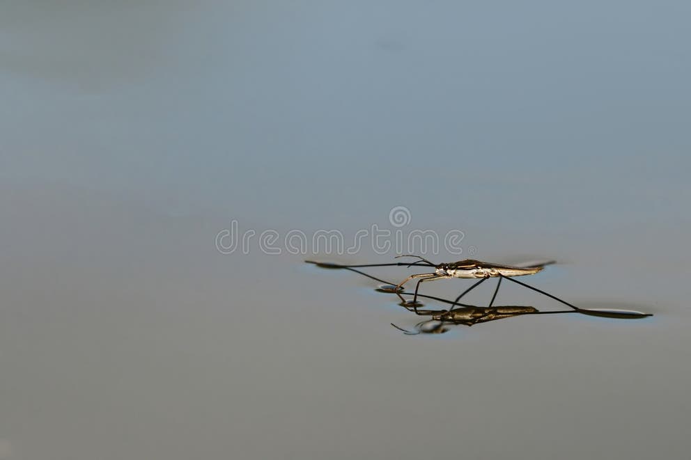 Close-up of marsh treader stock image. Image of pond, water - 3240015