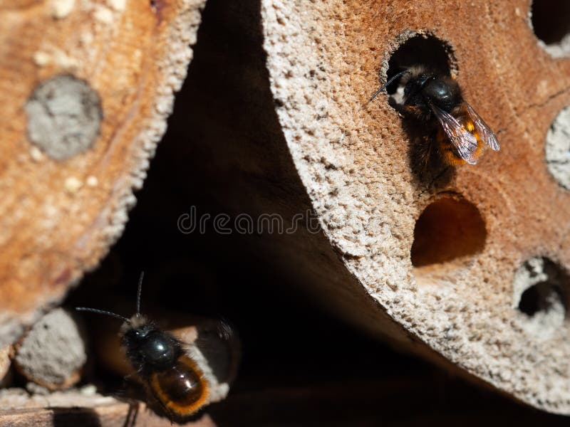 Mason Bees at an Insect Hotel in Spring Stock Photo - Image of ...