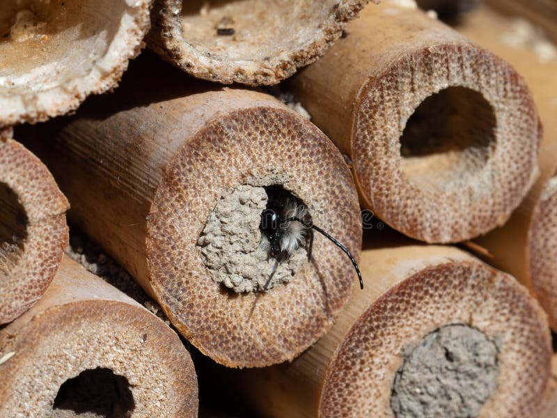 Mason Bees at an Insect Hotel in Spring Stock Photo - Image of natural ...