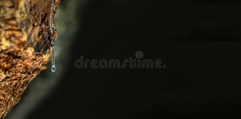 Close Up of Mastic Oozes in Tears Out of the Branch of a Mastic Tree ...