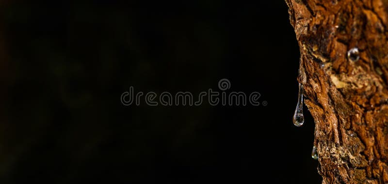 Close Up of Mastic Oozes in Tears Out of the Branch of a Mastic Tree ...