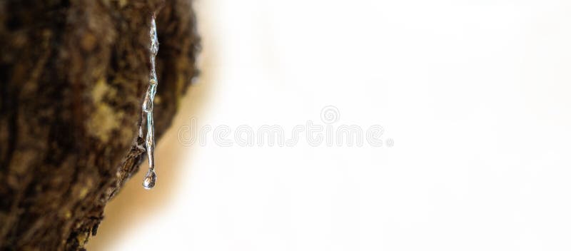 Close Up of Mastic Oozes in Tears Out of the Branch of a Mastic Tree ...