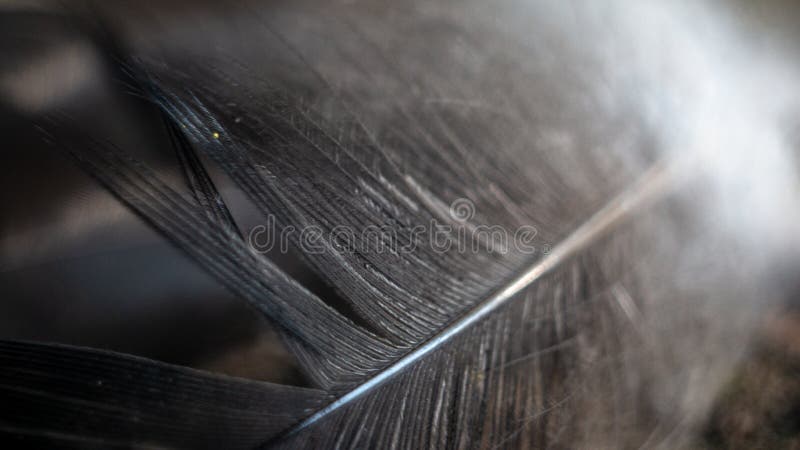 Close Up, Material, Wood, Macro Photography Picture. Image: 134004780