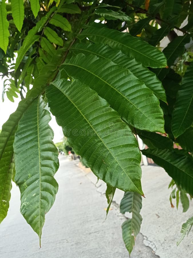 Young Matoa Tree Stock Photos - Free & Royalty-Free Stock Photos from ...