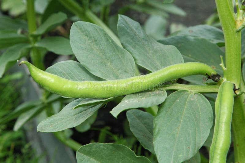 Close-up of Mature Broad Beans on the Plant in a Vegetable Garden Stock ...