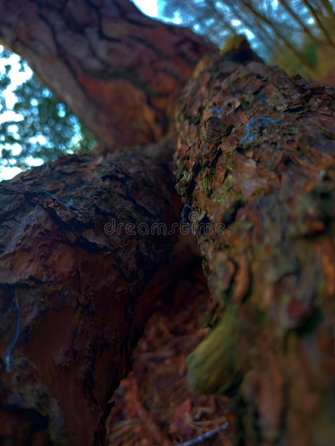 Close-up of a Mature Pine Tree in Growth Stock Photo - Image of plant ...
