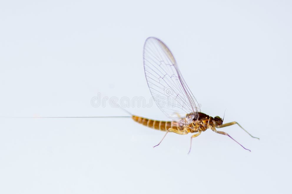Close-up of a Mayfly, Ephemeroptera on a White Background Stock Photo ...
