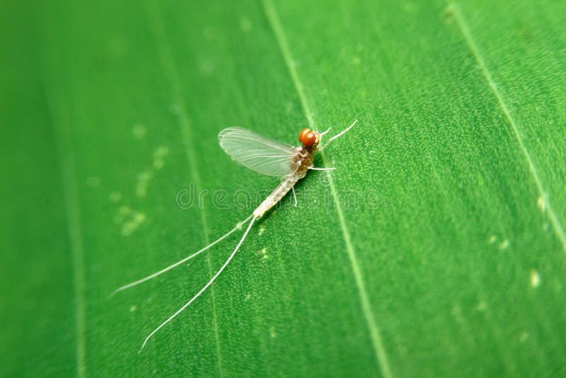Close-up Mayfly on Green Leaf, Night Time Stock Image - Image of ...
