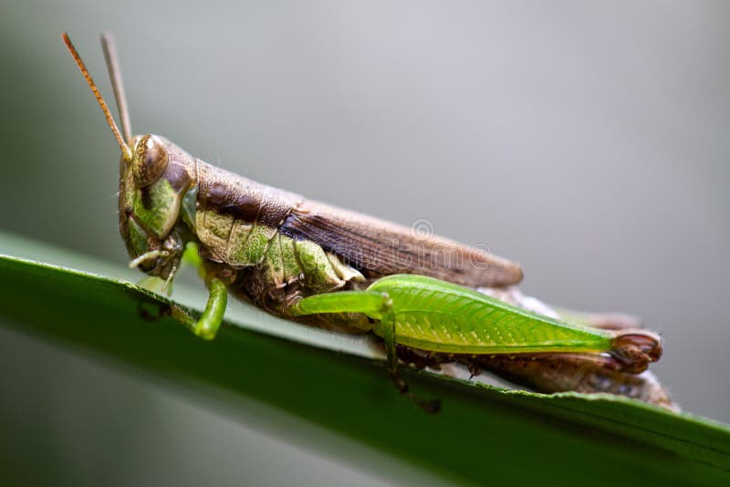 Close-up Meadow Grasshopper Stock Image - Image of beauty, damselfly ...